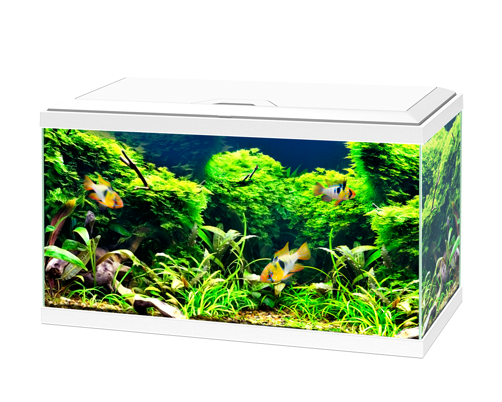 AQUA 60 BRANCO C/FILTRO BIOLÓGICO & ILUMINAÇÃO LED - Tortuga | Loja de ...