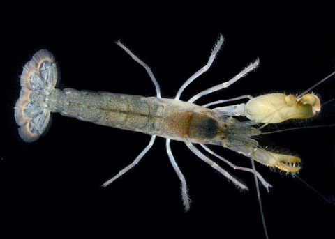 SNAPPING SHRIMP - Tortuga | Loja de Animais Exóticos Online