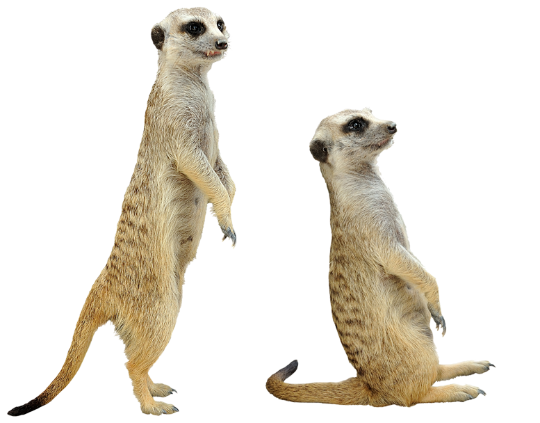 SURICATA - Tortuga | Loja de Animais Exóticos Online